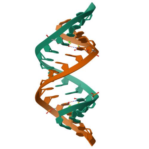 RCSB PDB - 8FEQ: 16mer self-complementary duplex RNA with two separated ...