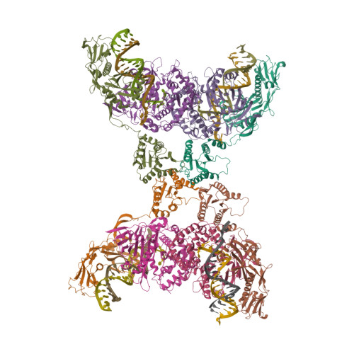 RCSB PDB - 8FFI: Structure of tetramerized MapSPARTA upon guide RNA ... RCSB PDB - 8FFI: Structure of tetramerized MapSPARTA upon guide RNA ...