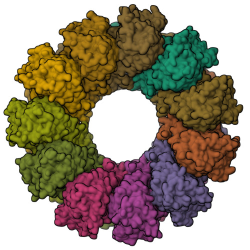 RCSB PDB - 8FFR: Revised structure of the rabies virus nucleoprotein ...