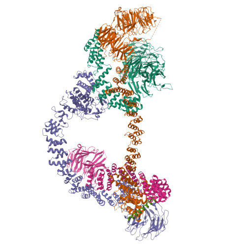 RCSB PDB - 8FH3: Human IFT-A complex structures provide molecular ...