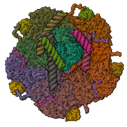 RCSB PDB - 8FJL: Golden Shiner Reovirus Core Tropical Vertex