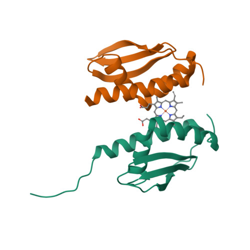 RCSB PDB - 8FM6: Dri1 hemoprotein variant H21A with a zinc-mirror heme site
