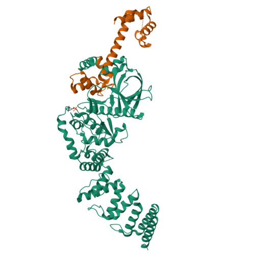 RCSB PDB - 8FO6: Nucleotide-free structure of a functional construct of ...