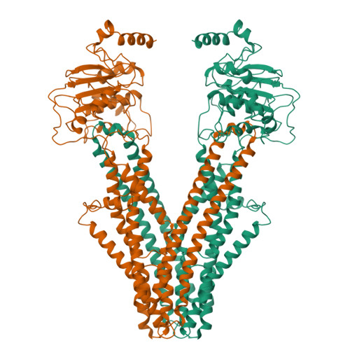 RCSB PDB - 8FWK: CryoEM structure of Human ABCB6 Transporter