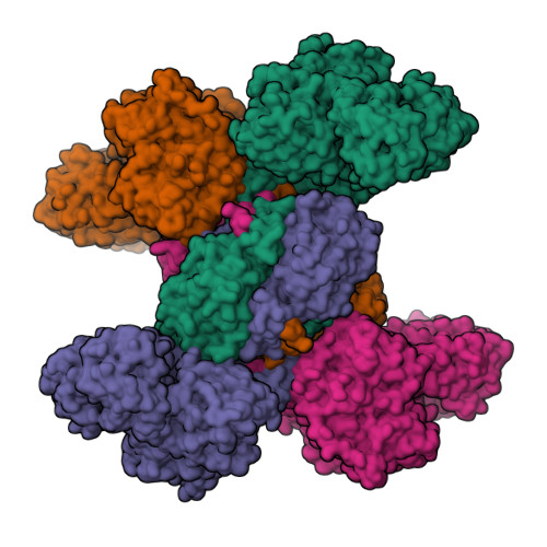 RCSB PDB - 8G1E: Structure of ACLY-D1026A-products-asym