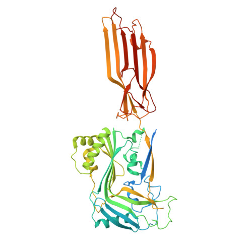RCSB PDB - 8G33: Activated form of a CDCL long protein
