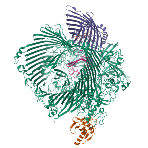 RCSB PDB - 8GLJ: The Type 9 Secretion System in vitro assembled, FspA ...