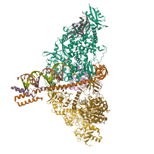 RCSB PDB - 8GWK: SARS-CoV-2 RNA E-RTC complex with RMP-nsp9 and GMPPNP