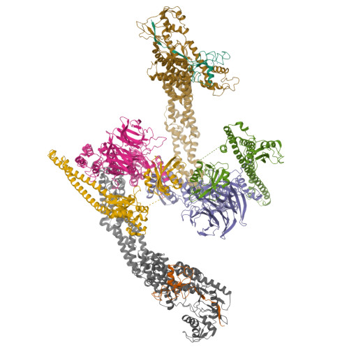 RCSB PDB - 8H36: Cryo-EM Structure of the KBTBD2-CUL3-Rbx1-p85a dimeric ...