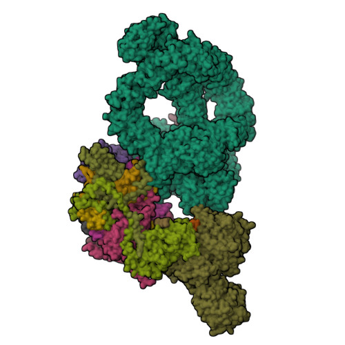 RCSB PDB - 8H7G: Cryo-EM structure of the human SAGA complex