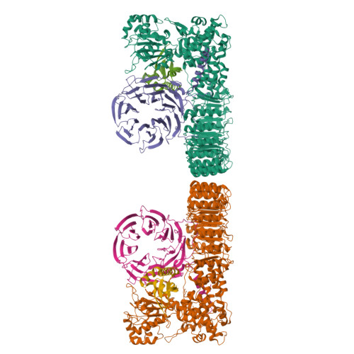 RCSB PDB - 8H93: Structure of dimeric mouse SCMC core complex