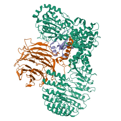 RCSB PDB - 8H95: Structure of mouse SCMC bound with full-length FILIA