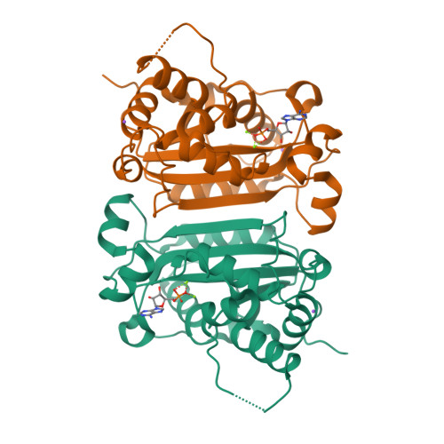 RCSB PDB - 8HCC: Crystal structure of mTREX1-RNA product complex (AMP)