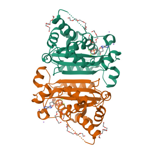 RCSB PDB - 8HCG: Crystal structure of mTREX1-dAMP complex
