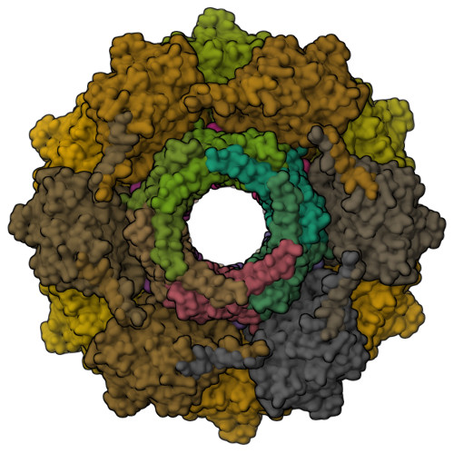 RCSB PDB - 8HDW: Cyanophage Pam3 Sheath-tube