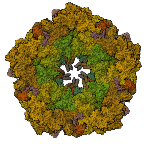 RCSB PDB - 8HEX: C5 portal vertex in HCMV B-capsid