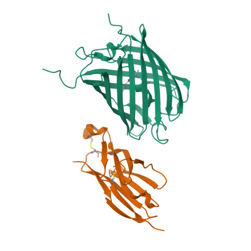 RCSB PDB - 8HGI: Crystal structure of VNAR aGFP14 in complex with GFP