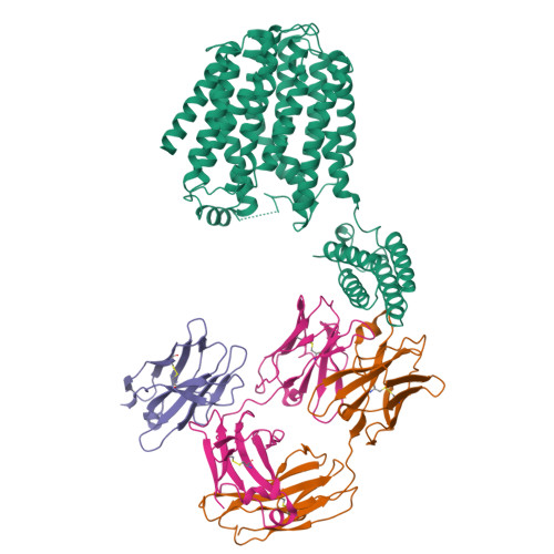 RCSB PDB - 8HII: The BRIL-SLC19A1/Fab/Nb ternary complex