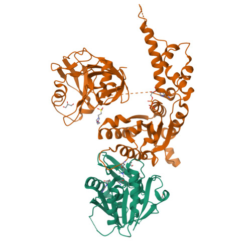 RCSB PDB - 8HL7: Crystal structure of p97 N/D1 in complex with a ...
