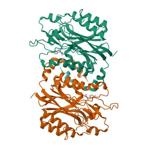 RCSB PDB - 8HPC: Crystal structure of C171A Mutant of N-carbamyl-D ...