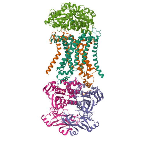 RCSB PDB - 8HPN: LpqY-SugABC in state 3
