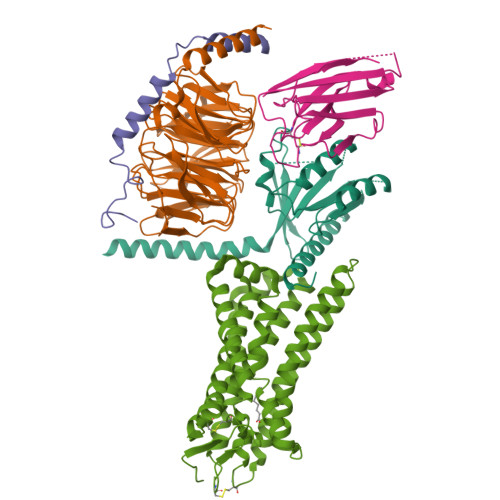 RCSB PDB - 8HTI: Human Consensus Olfactory Receptor OR52c in Complex ...