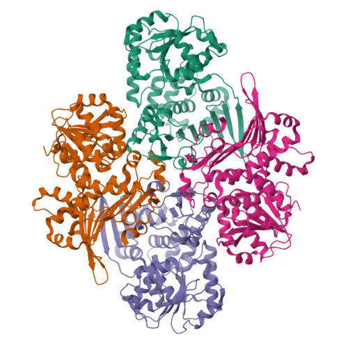 RCSB PDB - 8I37: Helicobacter pylori G6PDH