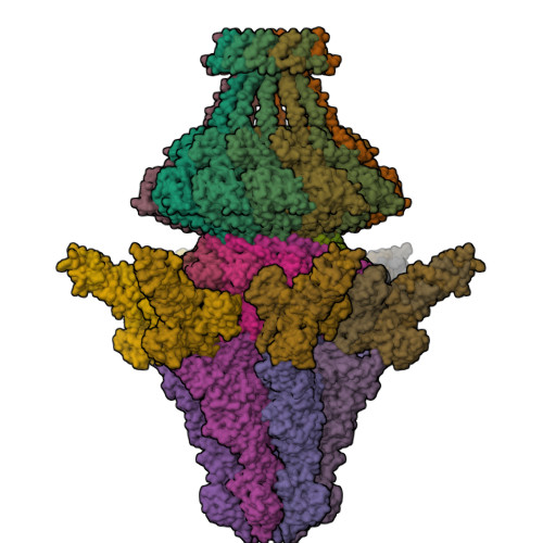 RCSB PDB - 8I4M: Portal-tail complex structure of the Cyanophage P-SCSP1u