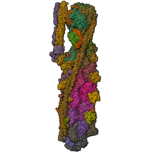 RCSB PDB - 8IAH: Structure of mammalian spectrin-actin junctional ...