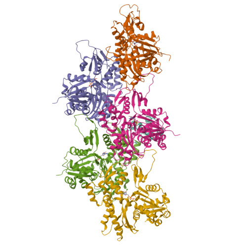RCSB PDB - 8IB2: Structure of mammalian spectrin-actin junctional ...