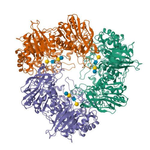 RCSB PDB - 8IBT: Crystal structure of GH42 beta-galactosidase BiBga42A ...