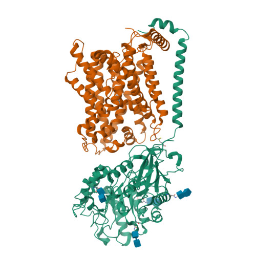 RCSB PDB - 8IDA: Overall structure of the LAT1-4F2hc bound with tyrosine