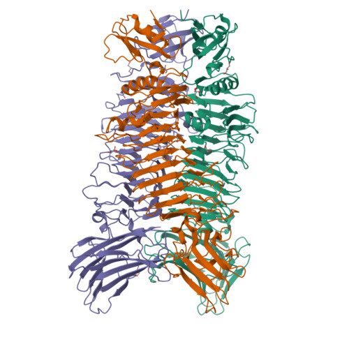 RCSB PDB - 8IQ5: Crystal structure of trimeric K2-2 TSP