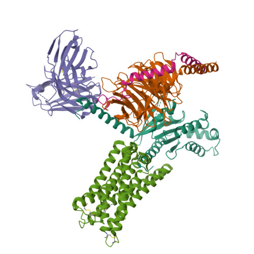 RCSB PDB - 8IRT: Dopamine Receptor D3R-Gi-Rotigotine complex