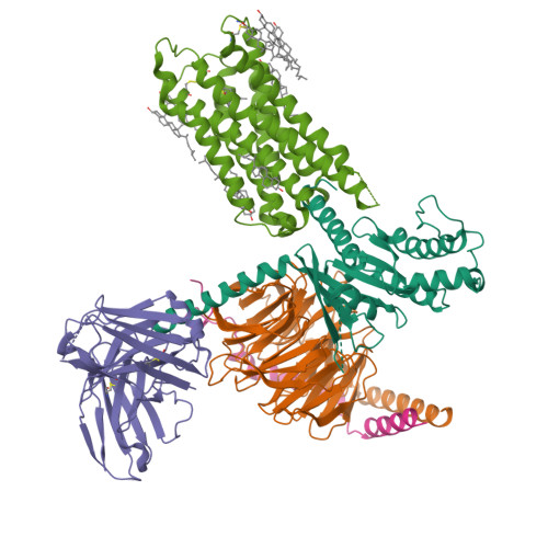 RCSB PDB - 8IRU: Dopamine Receptor D4R-Gi-Rotigotine complex