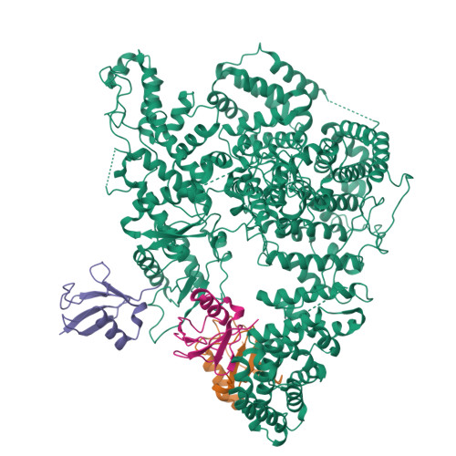 RCSB PDB - 8J1P: Cryo-EM structure of Ufd4 in complex with K29/48 triUb