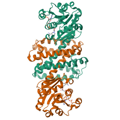 RCSB PDB - 8J44: Reductive Aminase RA34-WT