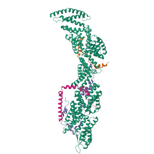 RCSB PDB - 8J8P: Structure of the four-component Paf1 complex from ...