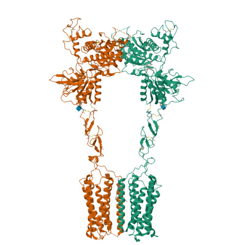 RCSB PDB - 8JCW: Cryo-EM structure of mGlu2-mGlu3 heterodimer in ...