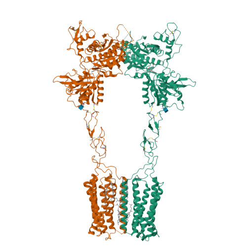 RCSB PDB - 8JCY: Cryo-EM structure of mGlu2-mGlu3 heterodimer in ...