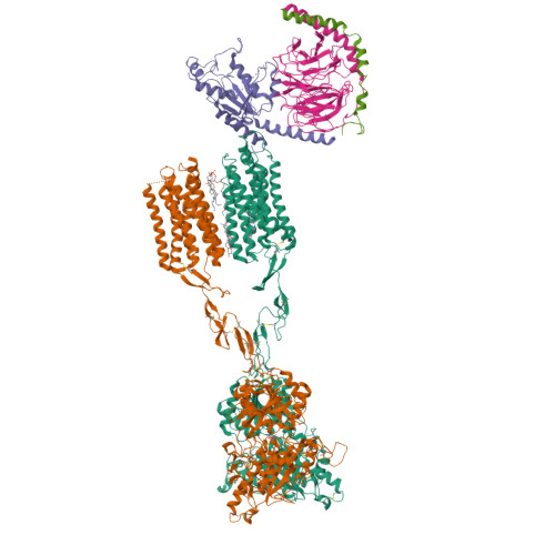 RCSB PDB - 8JD3: Cryo-EM structure of Gi1-bound mGlu2-mGlu3 heterodimer