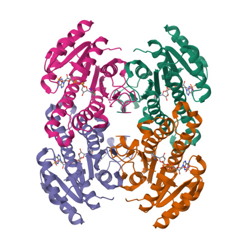 RCSB PDB - 8JFA: Crystal structure of 3-oxoacyl-ACP reductase FabG in ...