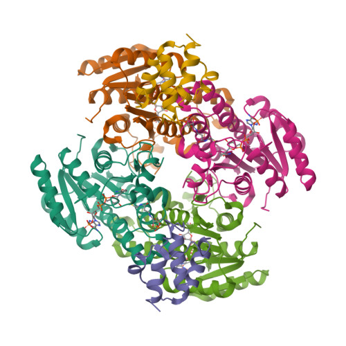 RCSB PDB - 8JFI: Crystal structure of 3-oxoacyl-ACP reductase FabG in ...