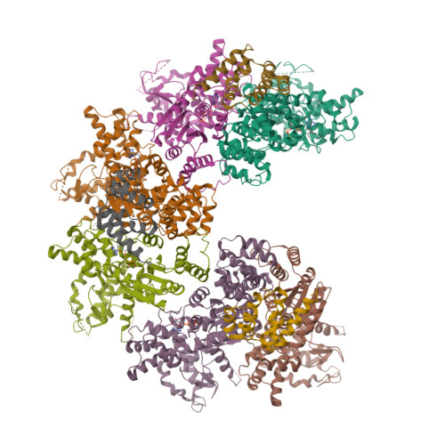 RCSB PDB - 8JNS: cryo-EM structure of a CED-4 hexamer