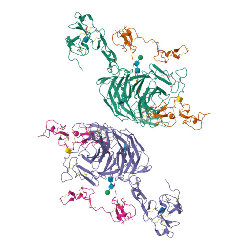 RCSB PDB - 8JXD: Cryo-EM structure of rat megalin leg
