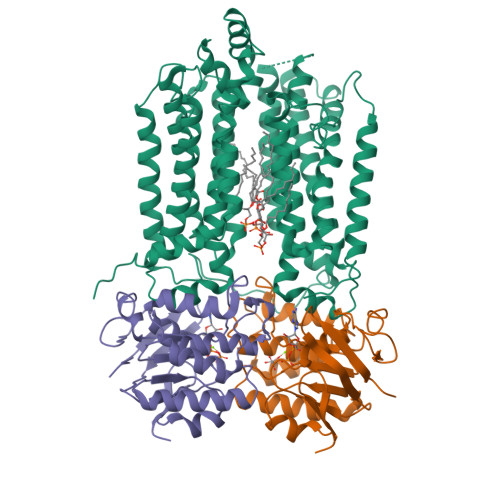 RCSB PDB - 8K1P: mycobacterial efflux pump, ADP+vanadate bound state