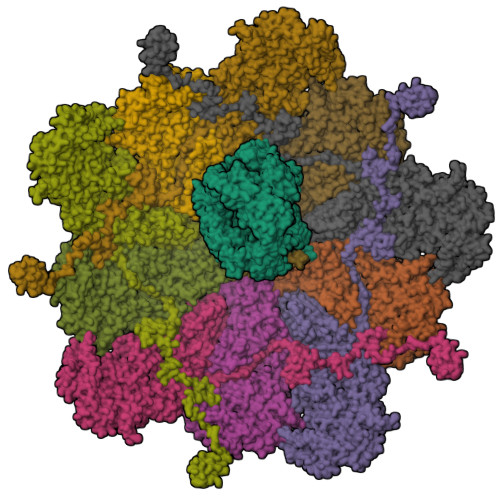 RCSB PDB - 8K43: In situ structure of RNA-dependent RNA polymerase in ...