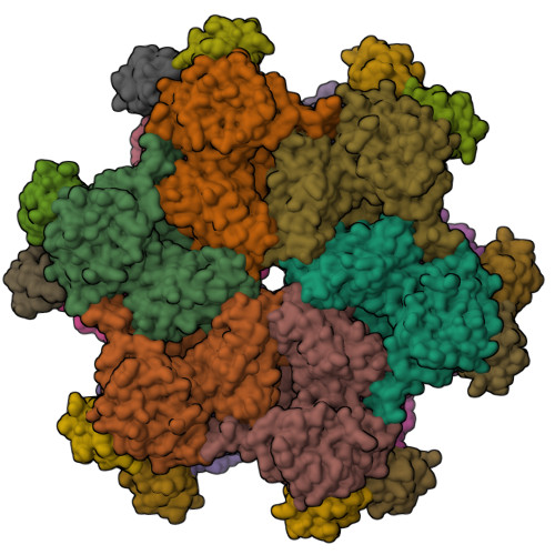 RCSB PDB - 8KG2: Crystal structure of p97-N/D1 hexamer in complex with ...