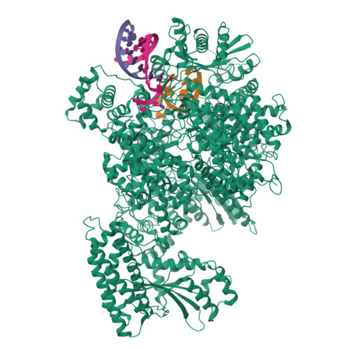 RCSB PDB - 8KI7: Structure of Tomato spotted wilt virus L protein ...