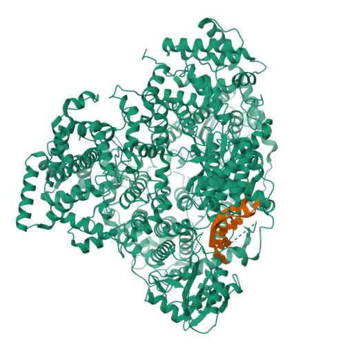 RCSB PDB - 8KI8: structure of Tomato spotted wilt virus L protein ...